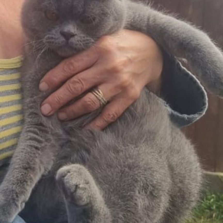 Кот