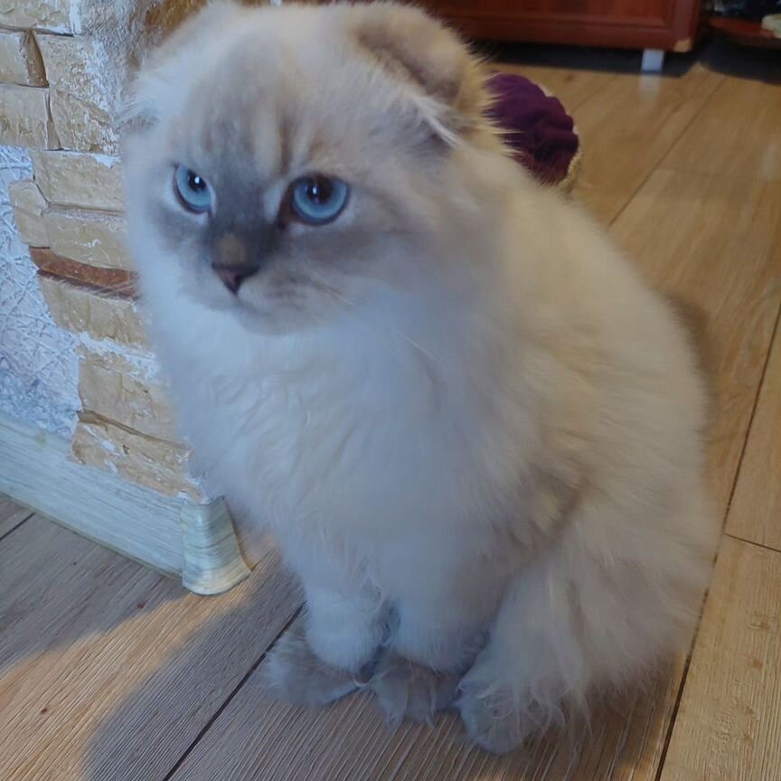 Шотланский вислоухий котенок