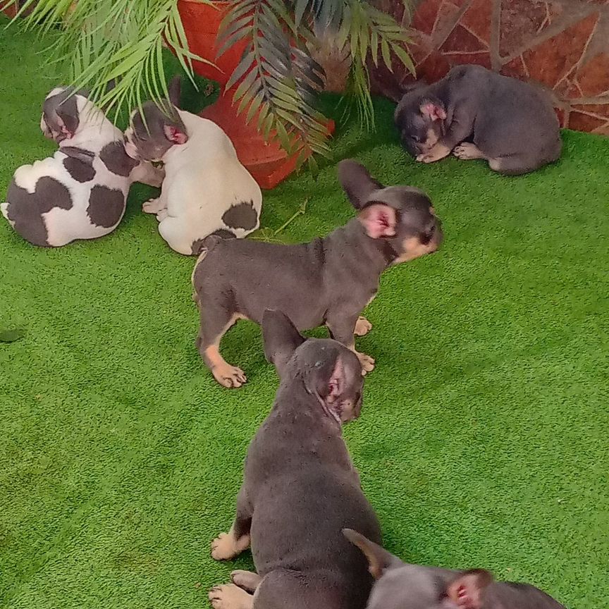 Голубые малыши