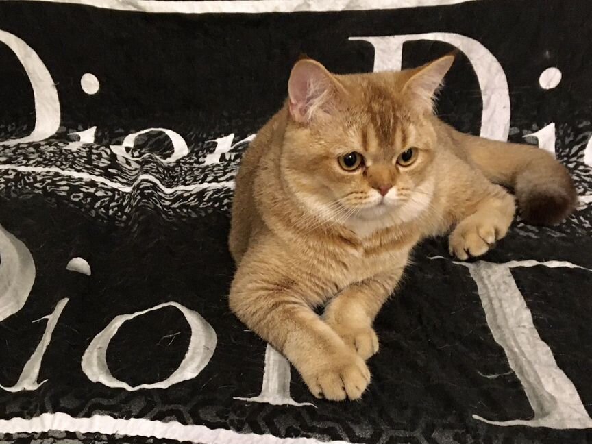Котята золотая шиншилла
