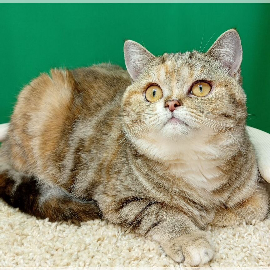 Шотландский прямоухий короткошёрстный котёнок