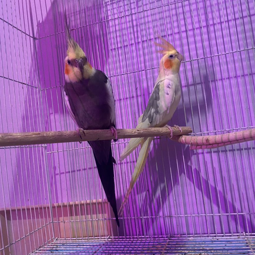 Попугай корелла