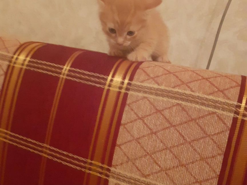 Рыжий котик