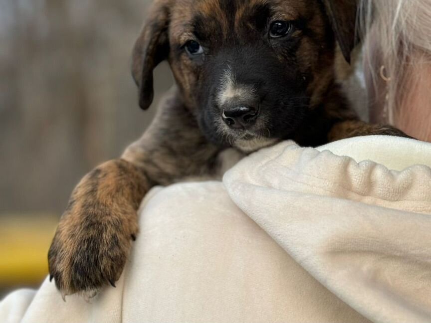 Собака в добрые руки щенок