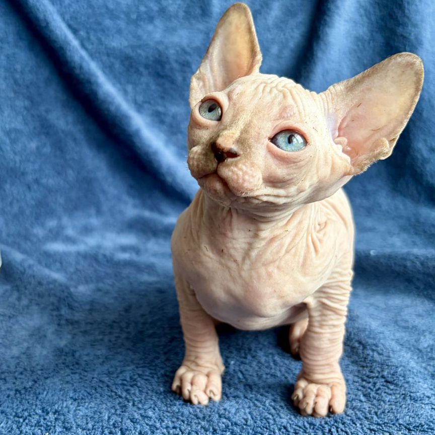 Канадский сфинкс котёнок