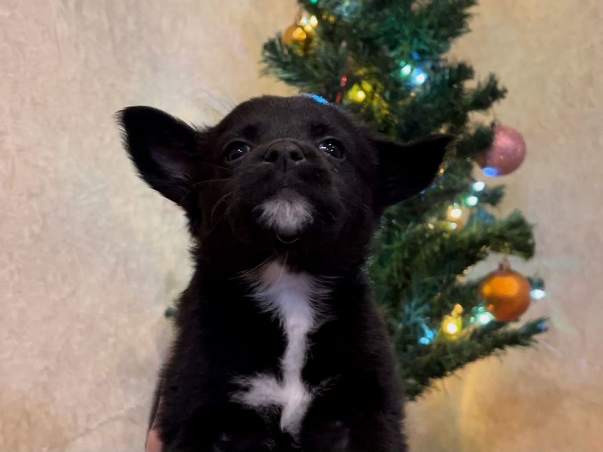 Щенки русско-европейской лайки