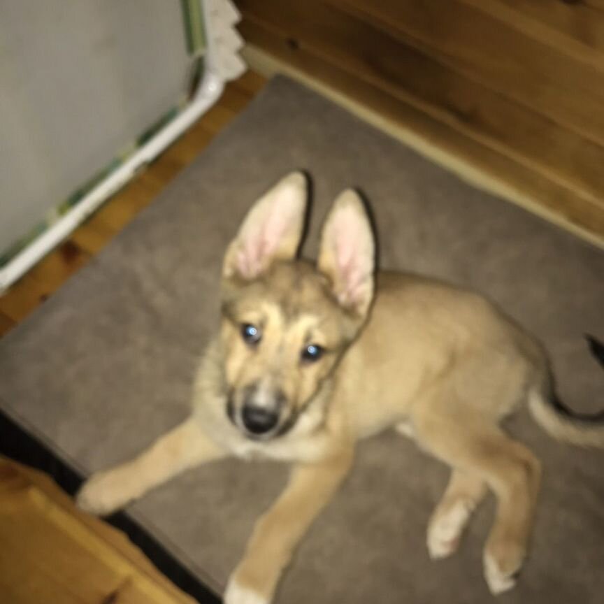 Щенок в добрые руки