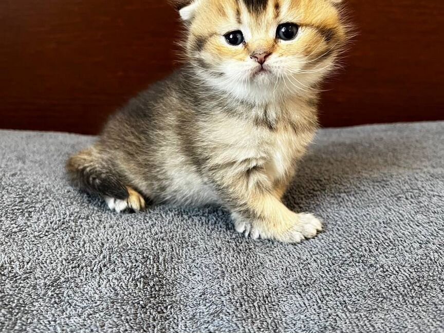 Шотландские котята