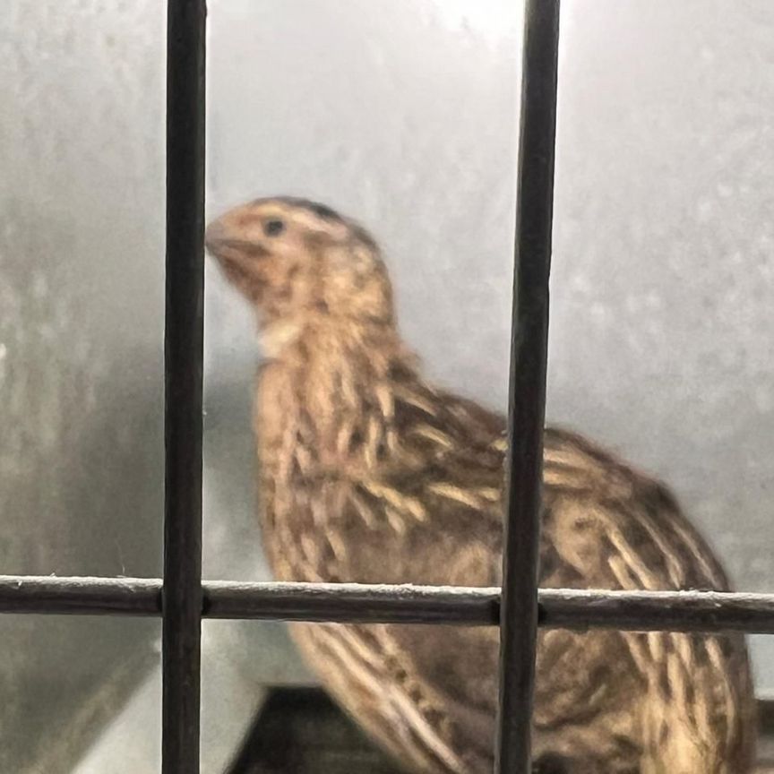 Самцы перепела