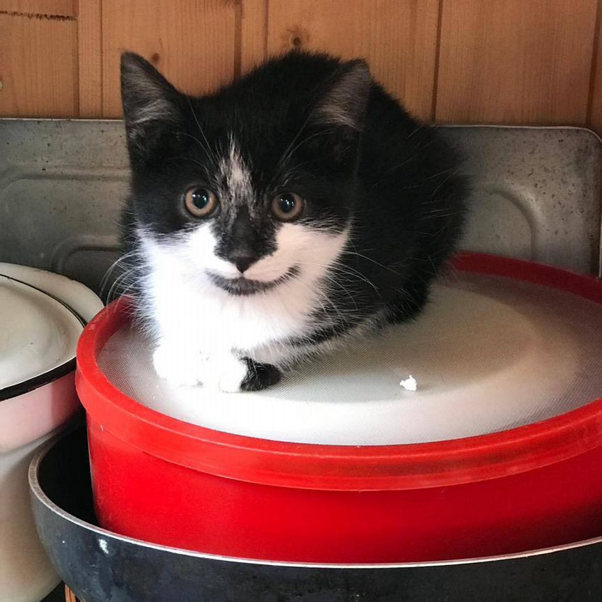 Котенок 2,5 месяца в добрые руки