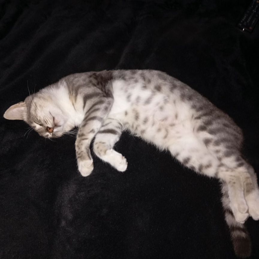 Молоденький котик