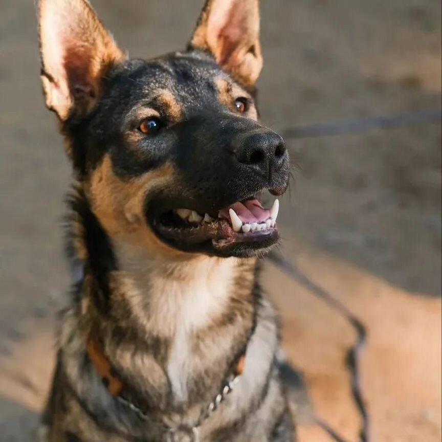 Тони лучший из друзей