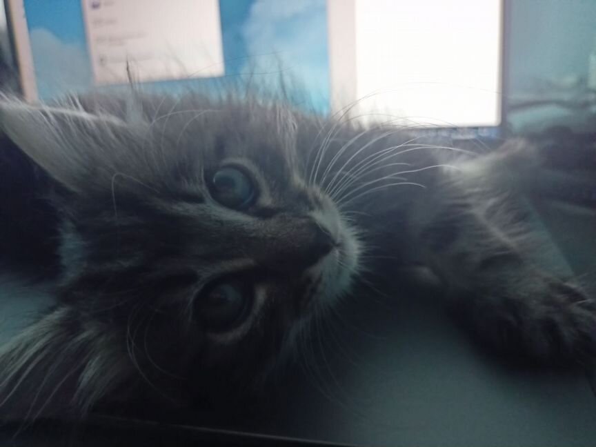 Кошка