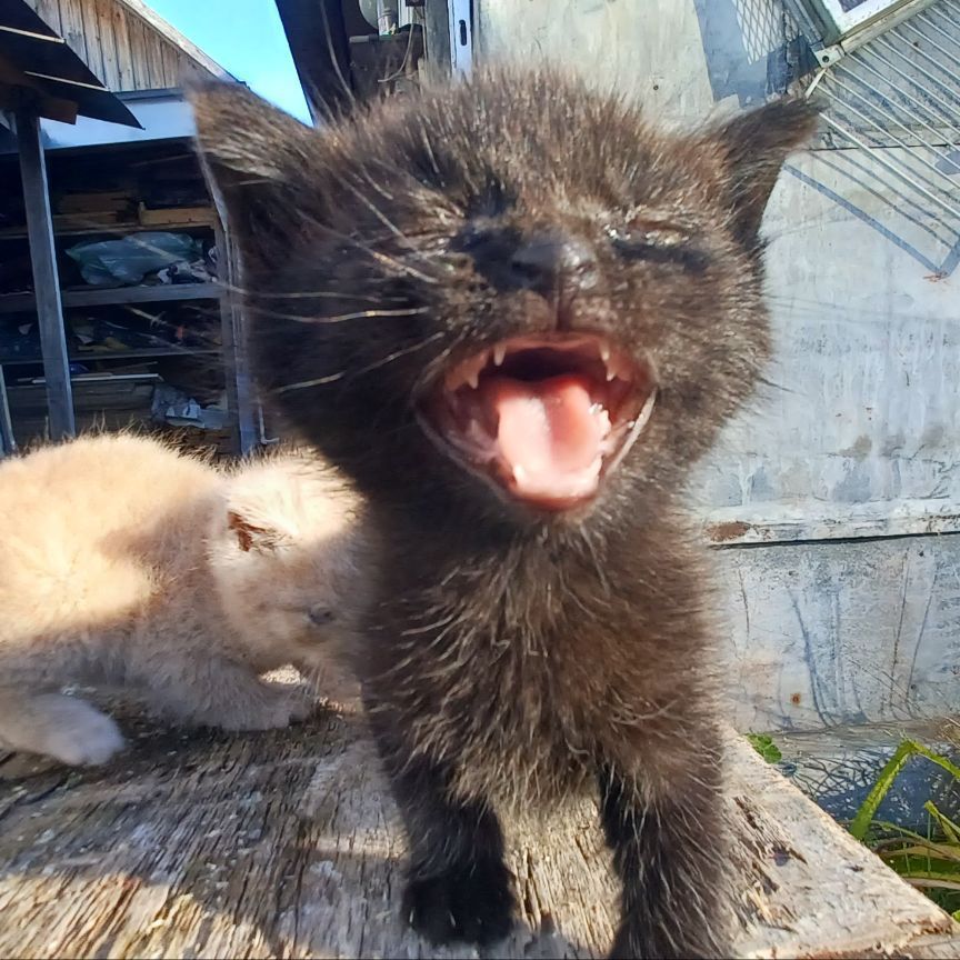 Ищем уютный дом для котят