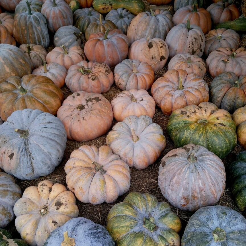 Тыква кормовая