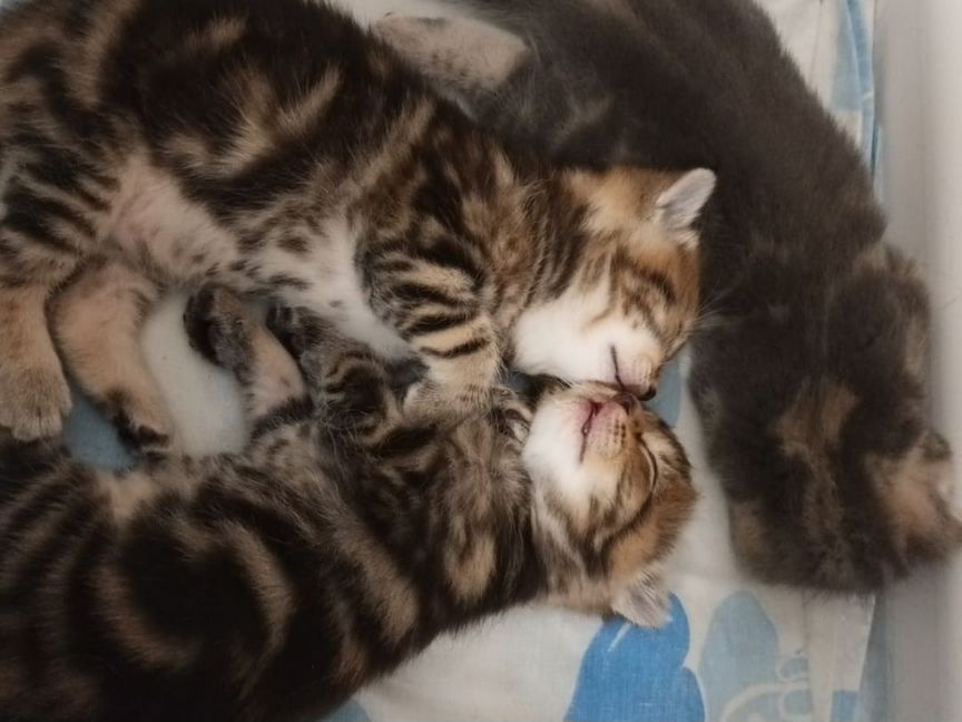 Британская вислоухая кошка