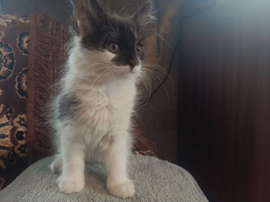 Котики бесплатно в добрые руки