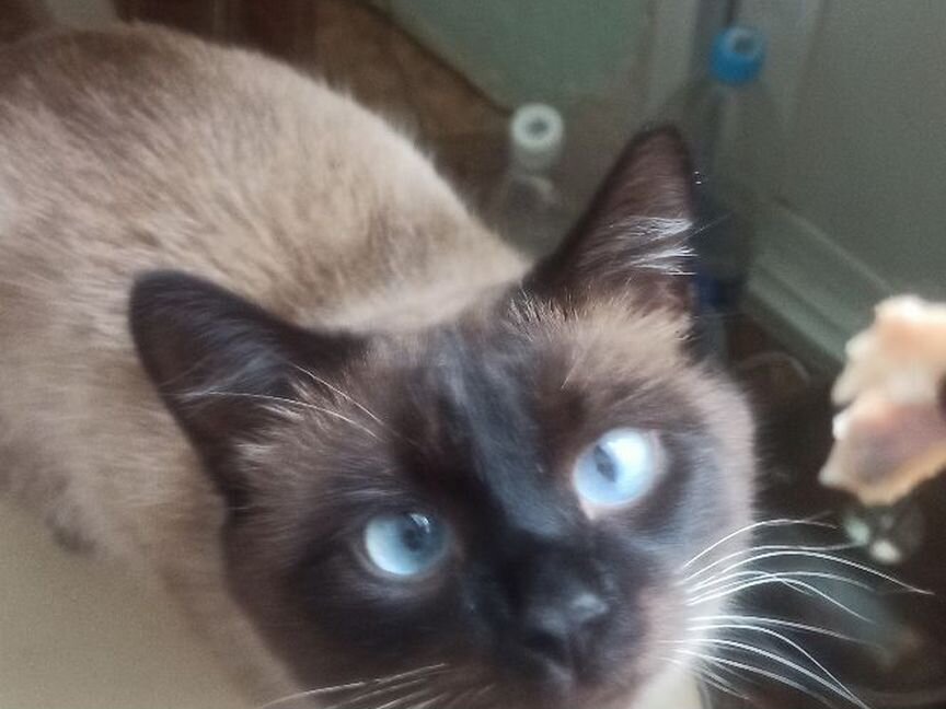 Вязка с котом, ищем кошечку