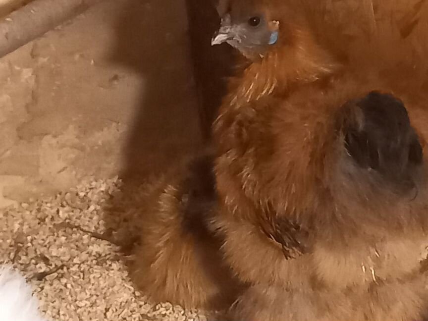 Молодки деревенские, куры, петухи