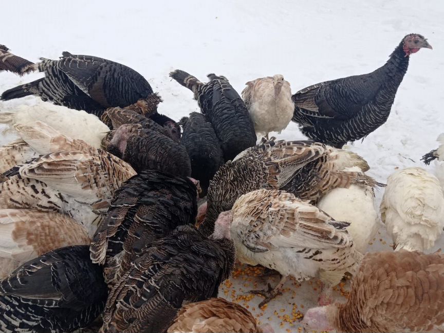 Индюки и индюшки