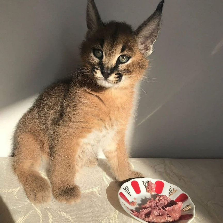 Котята каракет ф1