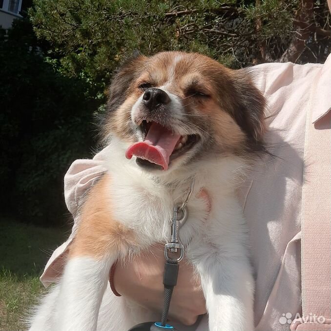 Самый милый маленький песик ищет лучший дом