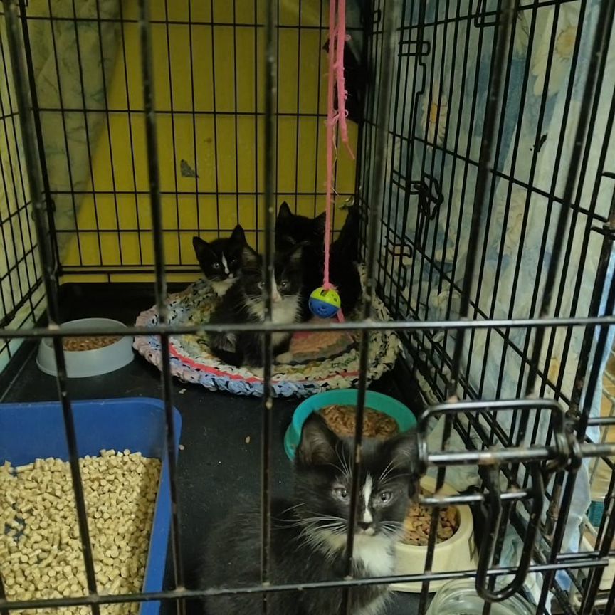 Подкинули котят
