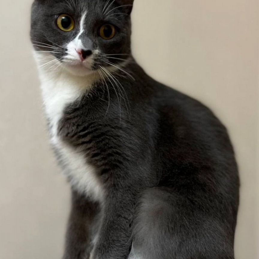 Котенок подрощенный