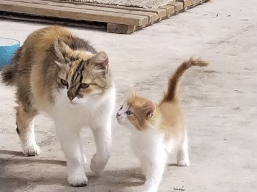 Котята в добрые руки бесплатно