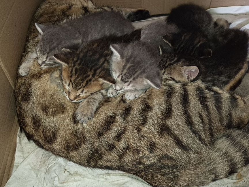 Котята в добрые руки