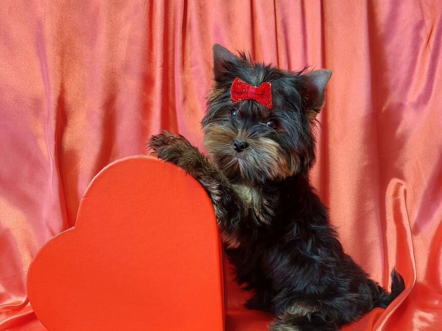 Февральская " Валентинка"