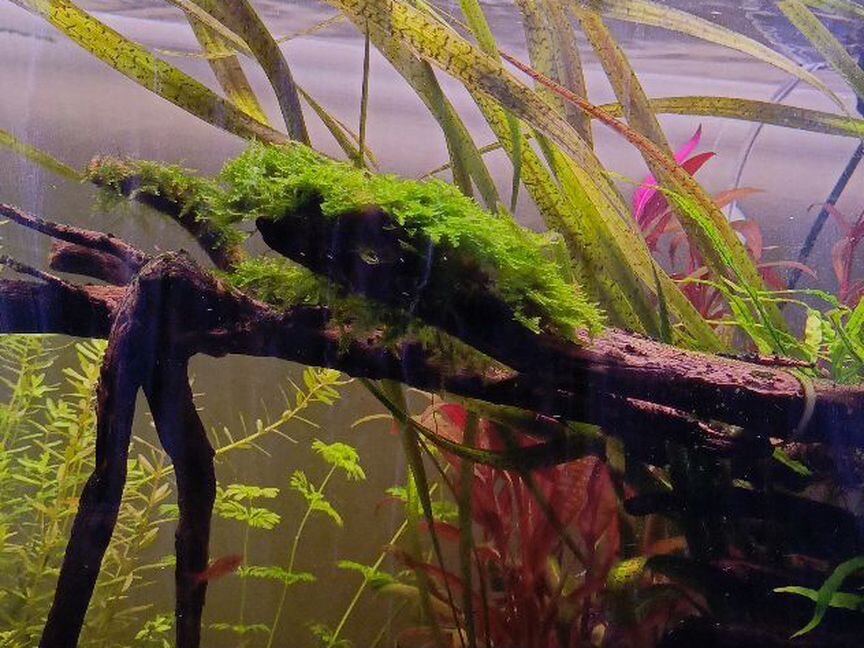 Аквариумное растение валлиснерия тигровая