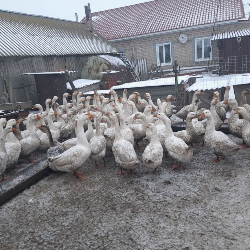 Гуси живым весом и тушки.Цена договорная