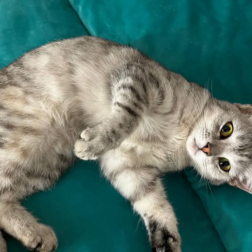 Кошки ищут дом
