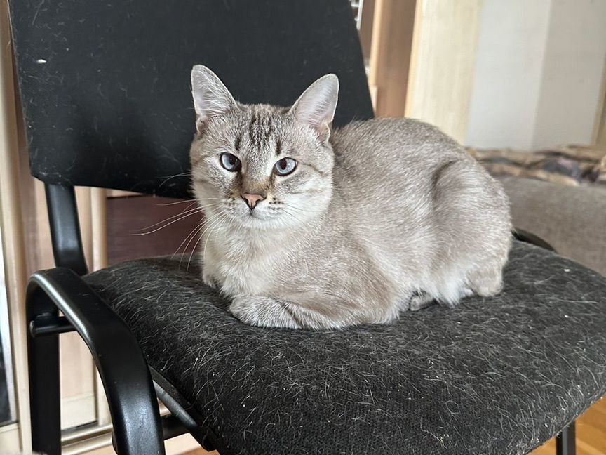 Кошки