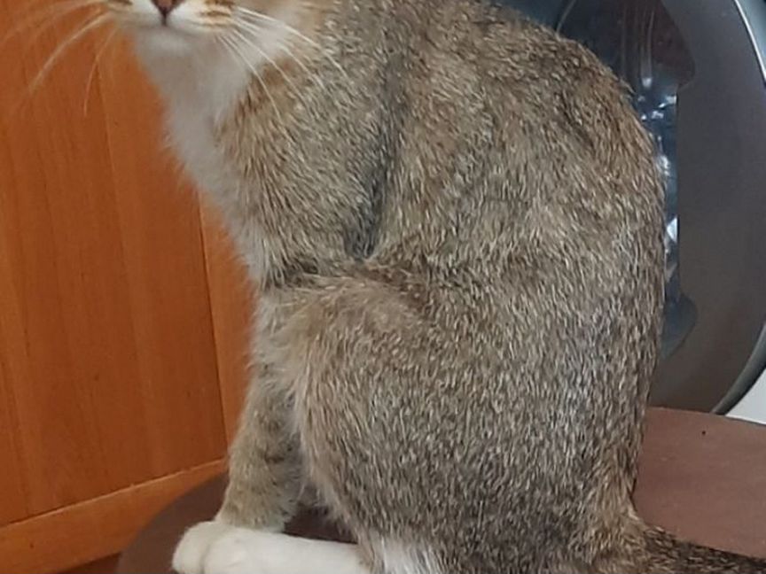 Кошечка Василиса 5 месцев