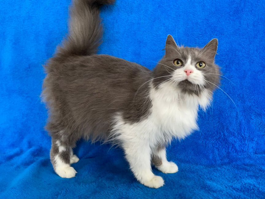 Кошка Дымочка