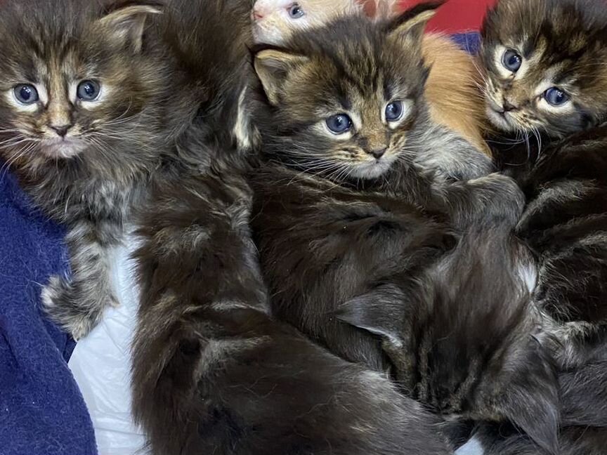 Котята мэйн кун