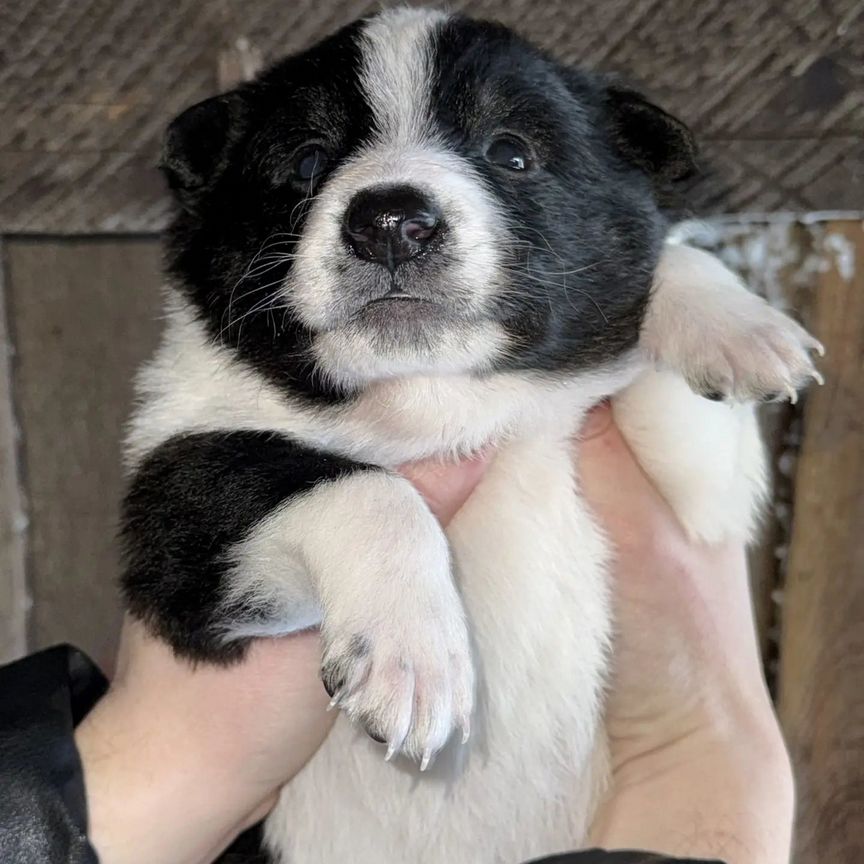 Щенок в добрые руки