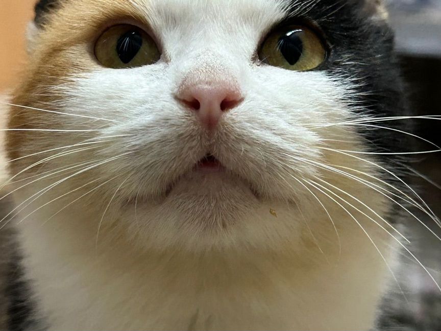 Трехцветная красотка Радость в добрые руки