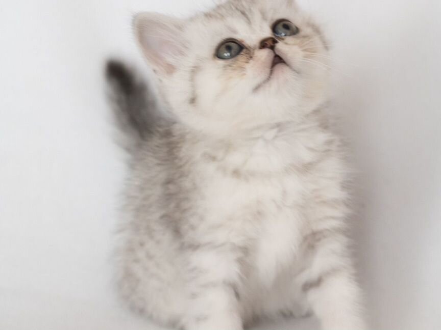 Котёнок Вискас Британский Серебристый Табби