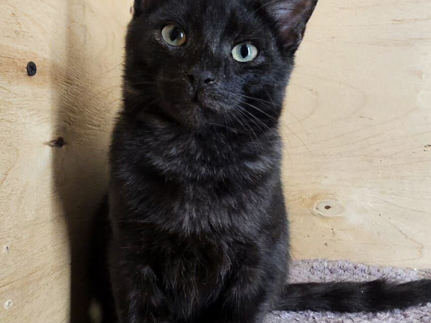 Котенок в добрые руки