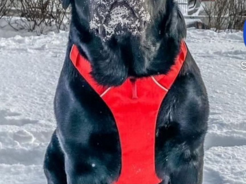 Шлея для собак Ruffwear, размер L/XL