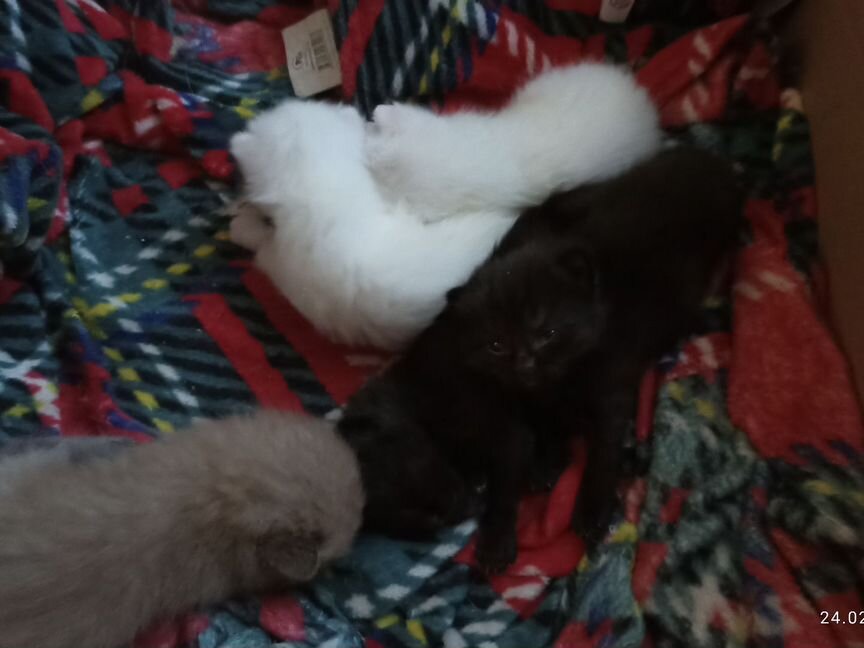 Котята в добрые руки
