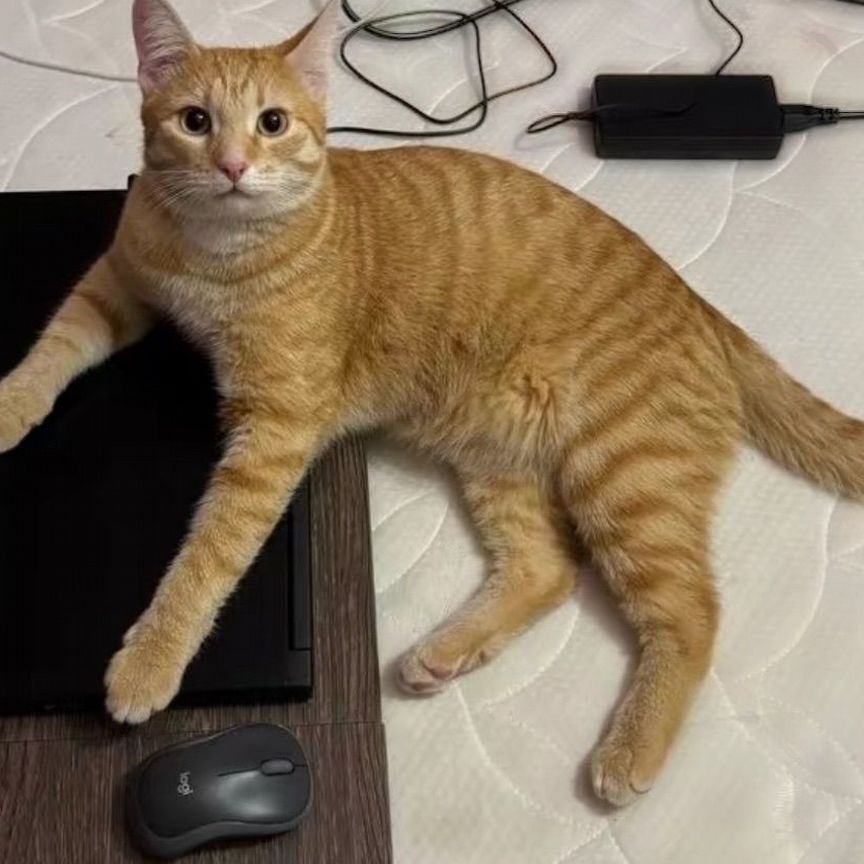 Рыжий котик