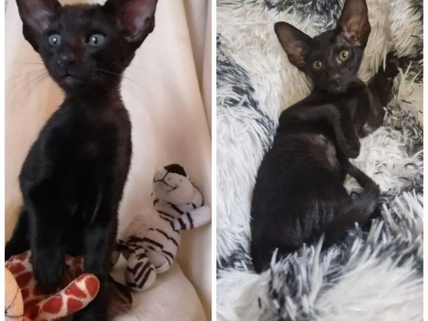 Ориентальные котята