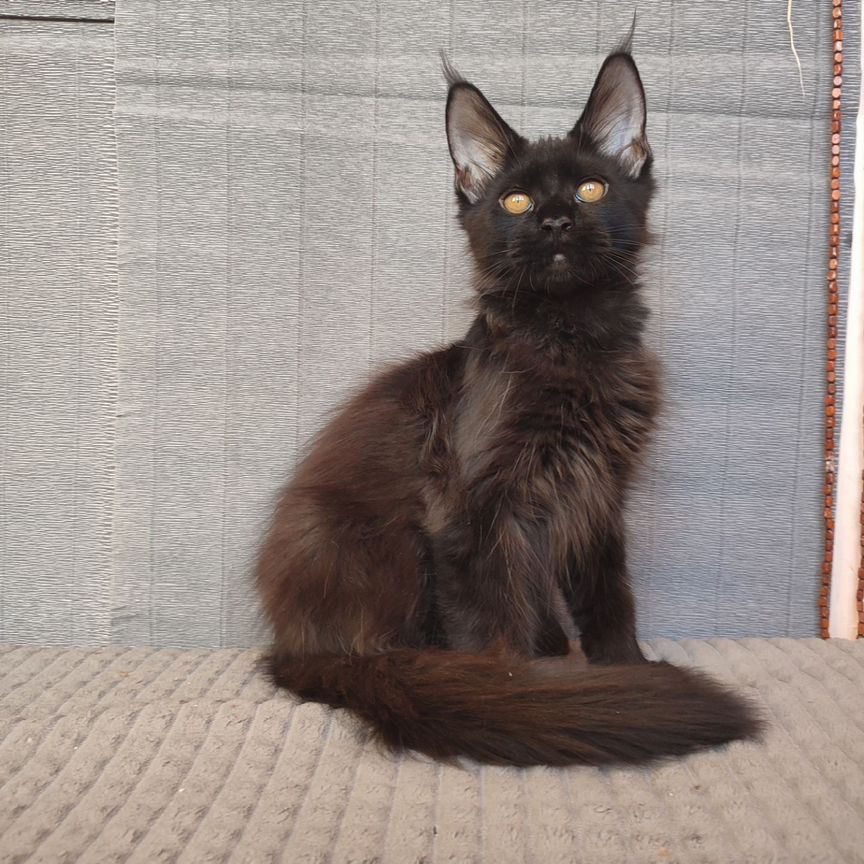 Чёрный мейн-кун