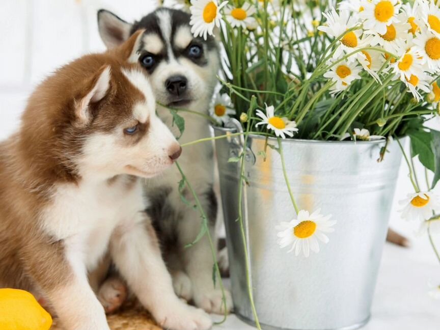 Продам щенят сибирской хаски, привиты