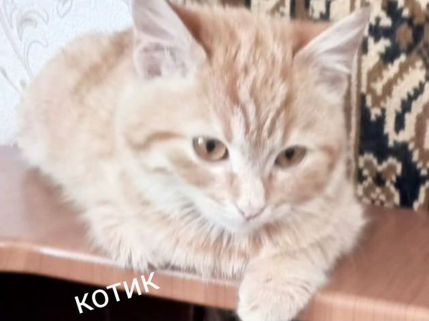 Котёнок рыжий 2,5 мес