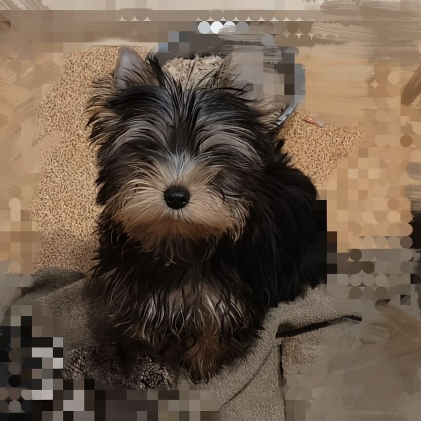 Йоркширский терьер, щенок